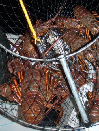 Ace Line Hauler - Premium Fishing Products - Ace Line Hauler